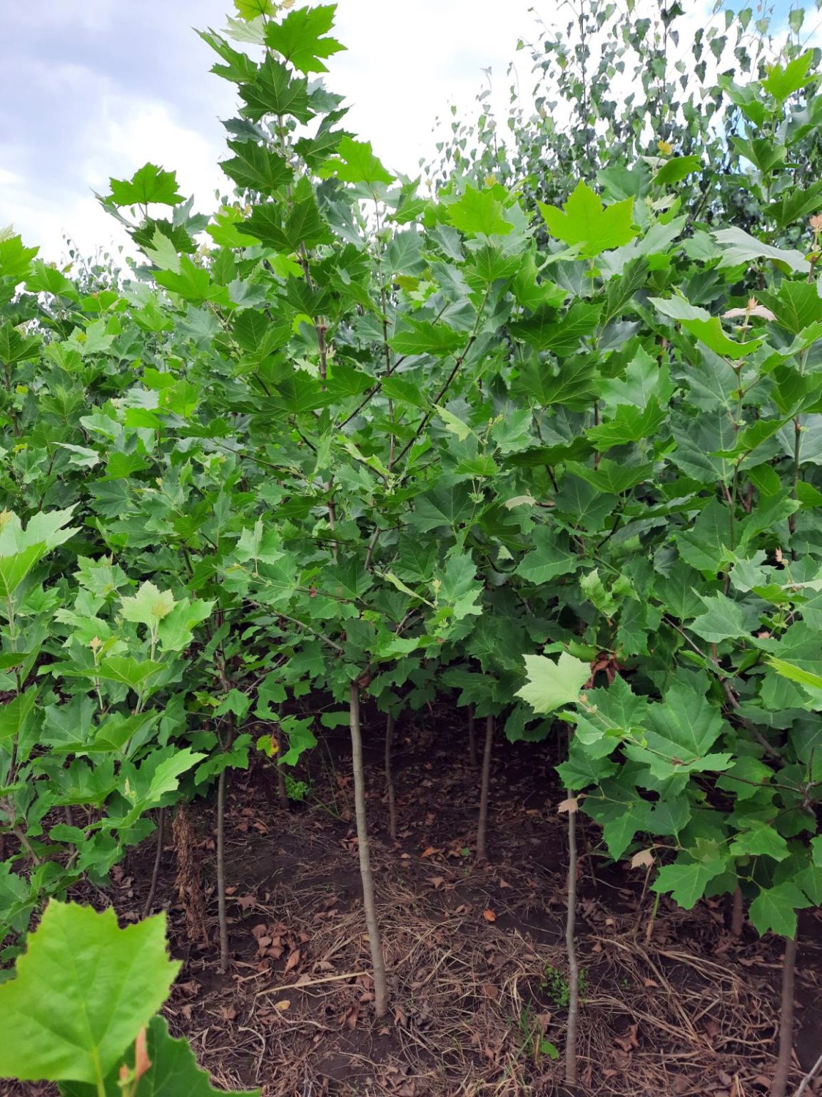 Platan cu baloți de pământ - Producție proprie - prețuri de producător