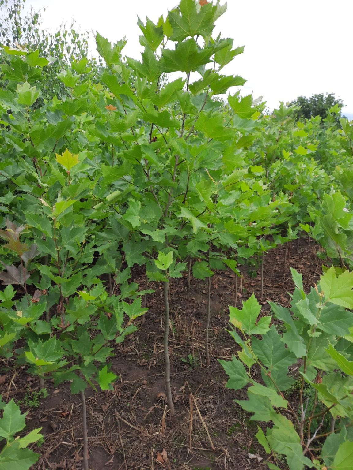 Platan cu baloți de pământ - Producție proprie - prețuri de producător