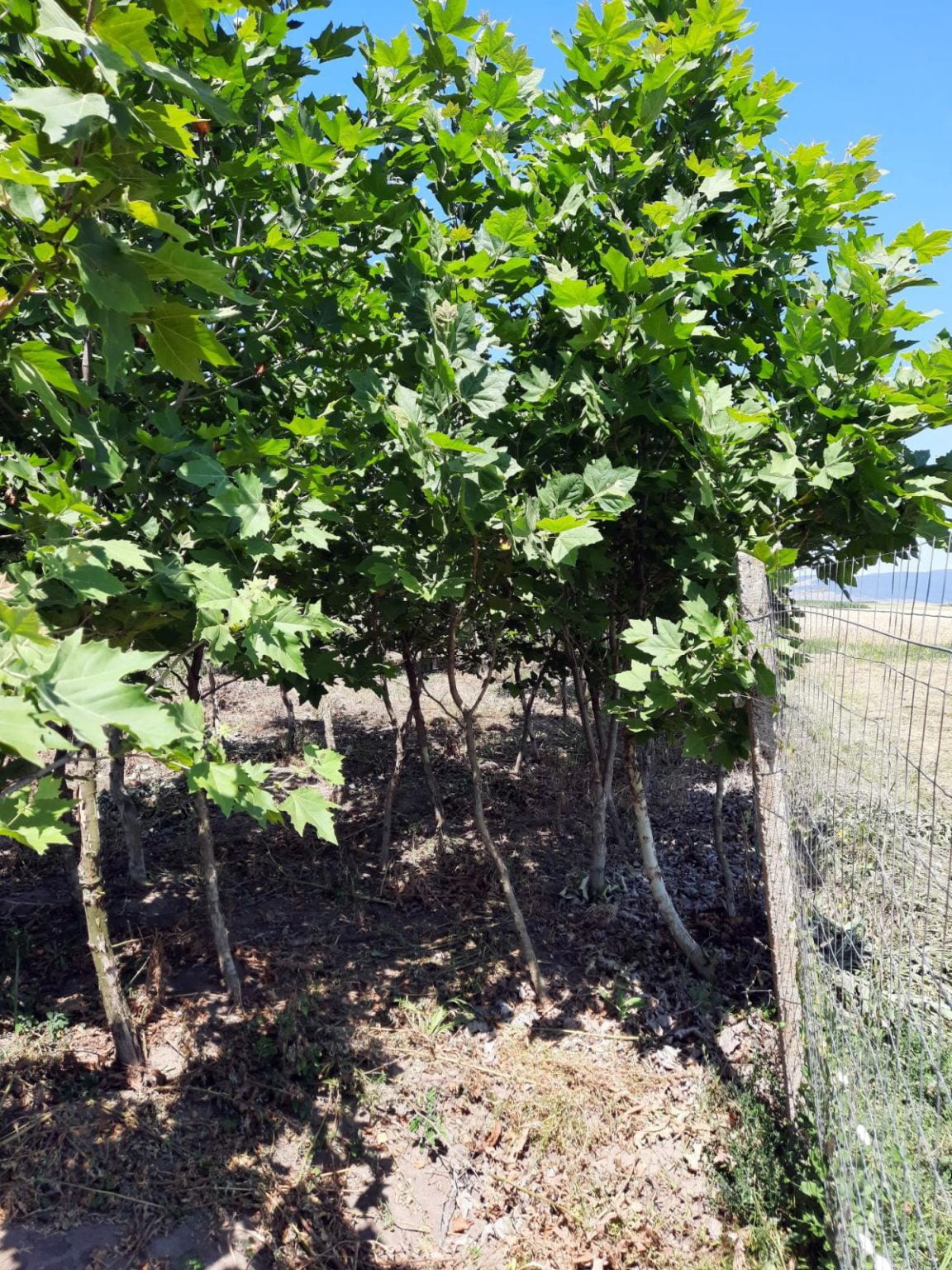 Platan cu baloți de pământ - Producție proprie - prețuri de producător