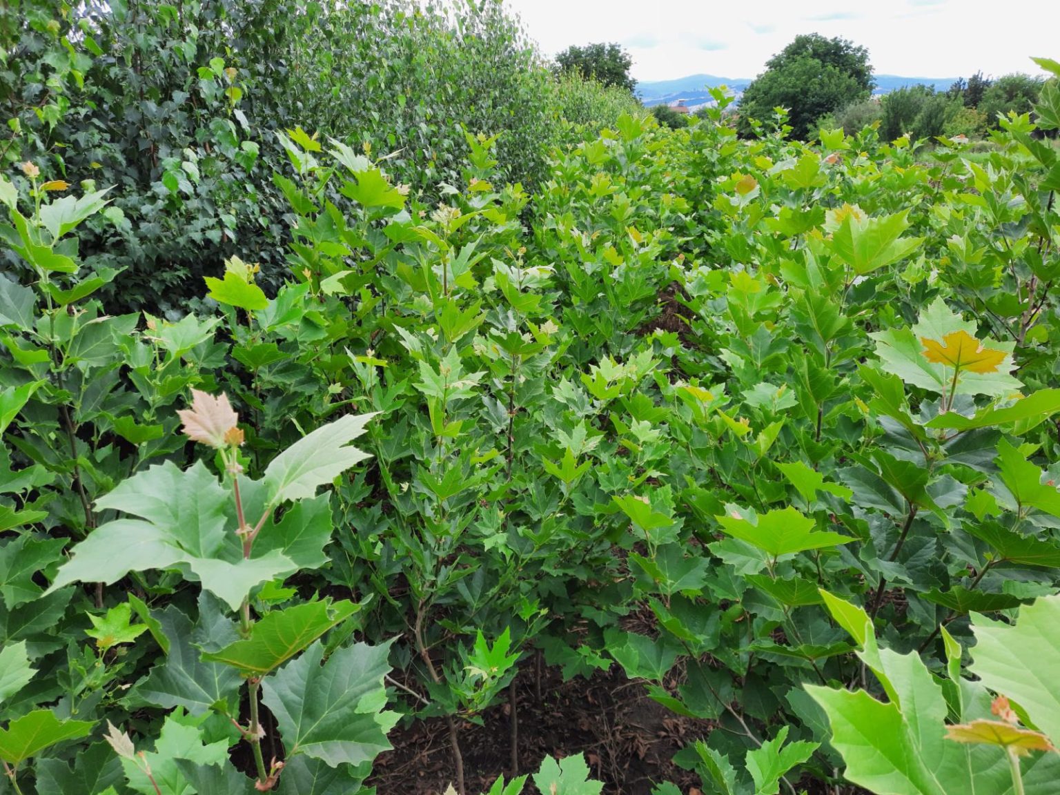 Platan cu baloți de pământ - Producție proprie - prețuri de producător