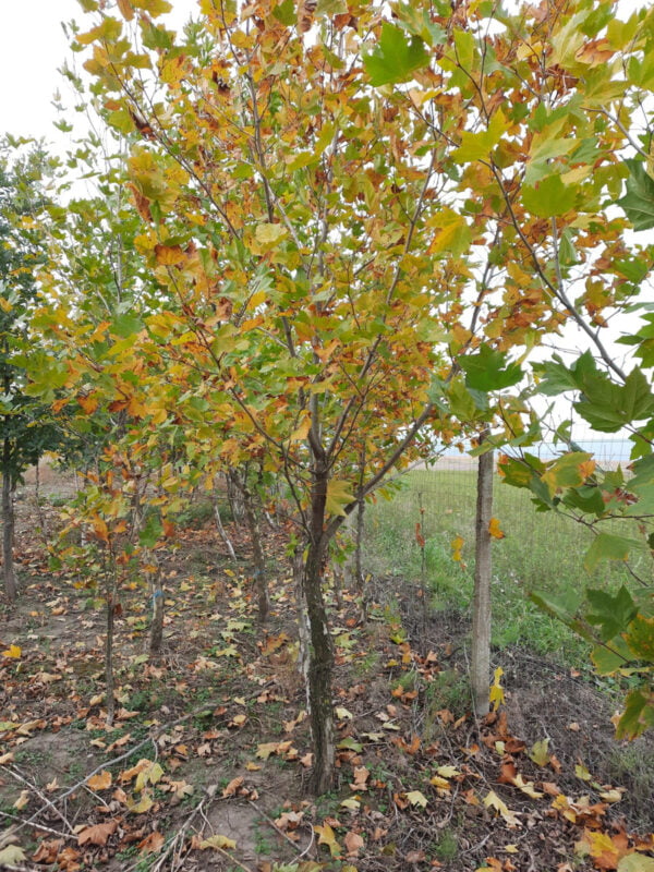 Platan cu baloți de pământ - Producție proprie - prețuri de producător