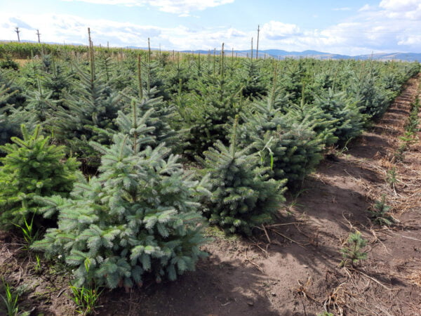 Brazi argintii • Brad Argintiu în ghiveci și baloți de pământ