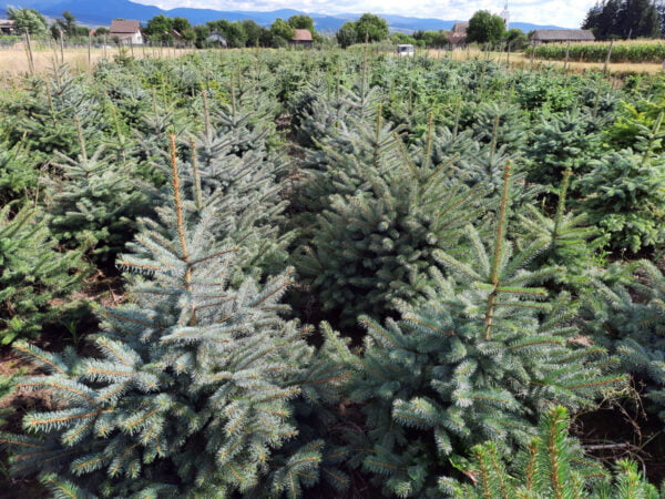 Brazi argintii • Brad Argintiu în ghiveci și baloți de pământ