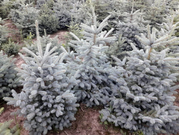 Brazi argintii • Brad Argintiu în ghiveci și baloți de pământ