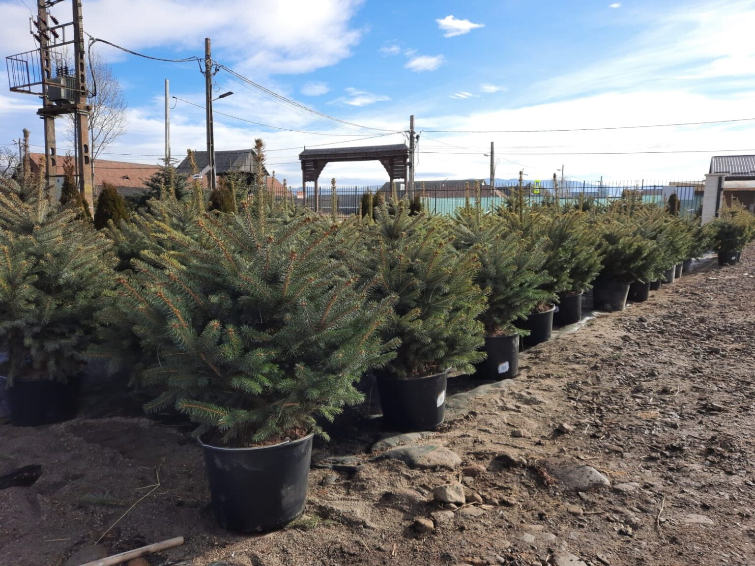 Brazi argintii • Brad Argintiu în ghiveci și baloți de pământ