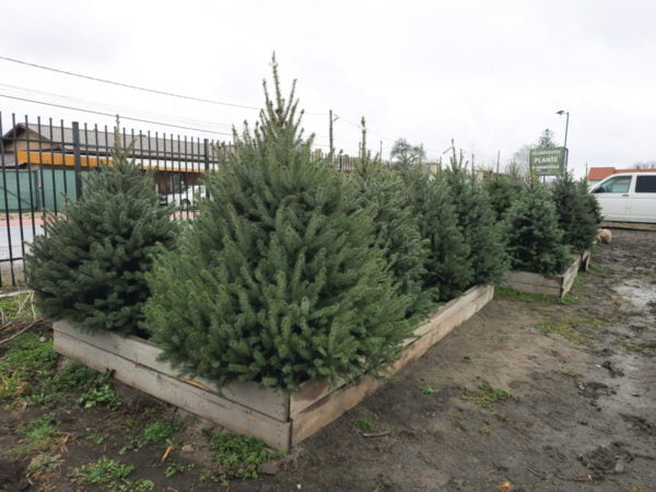 Brazi argintii • Brad Argintiu în ghiveci și baloți de pământ