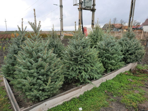 Brazi argintii • Brad Argintiu în ghiveci și baloți de pământ