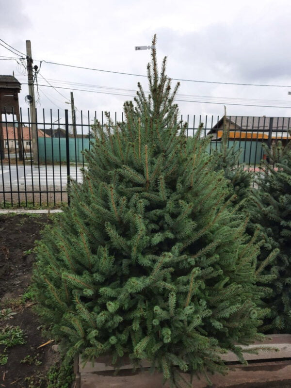 Brazi argintii • Brad Argintiu în ghiveci și baloți de pământ