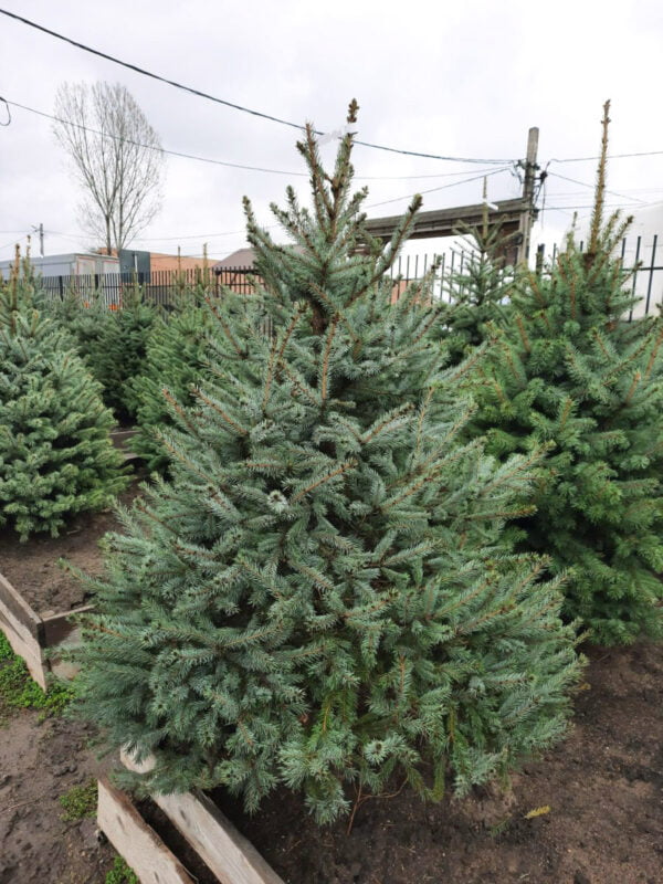 Brazi argintii • Brad Argintiu în ghiveci și baloți de pământ