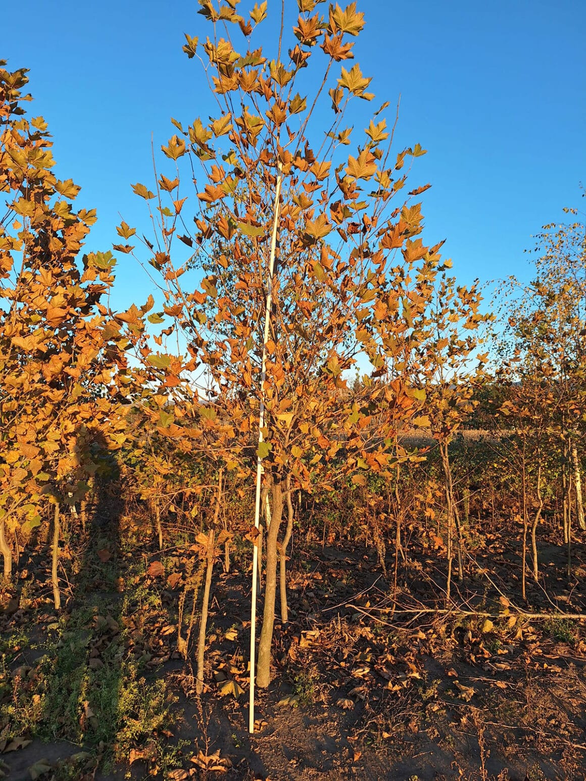 Platan cu baloți de pământ - Producție proprie - prețuri de producător